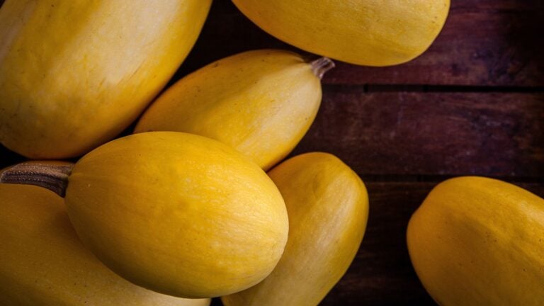 When To Pick Spaghetti Squash For Ripe Fruits