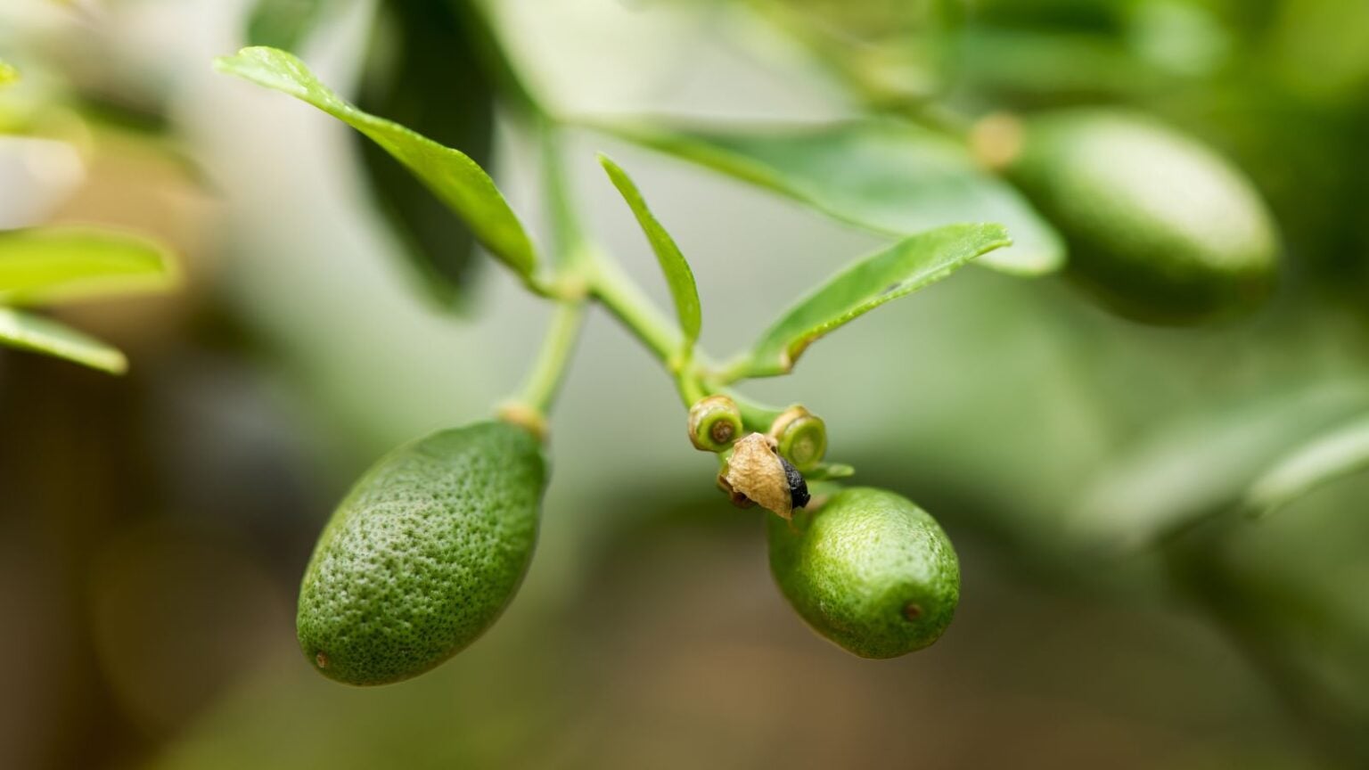 How to Plant, Grow, and Care for Finger Lime Trees