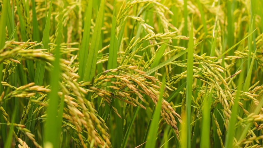 How to Plant, Grow, and Care for Rice