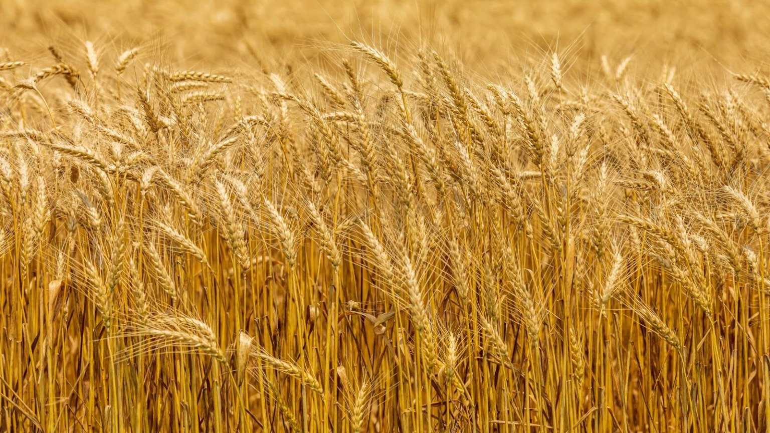 How to Plant, Grow, and Care for Wheat