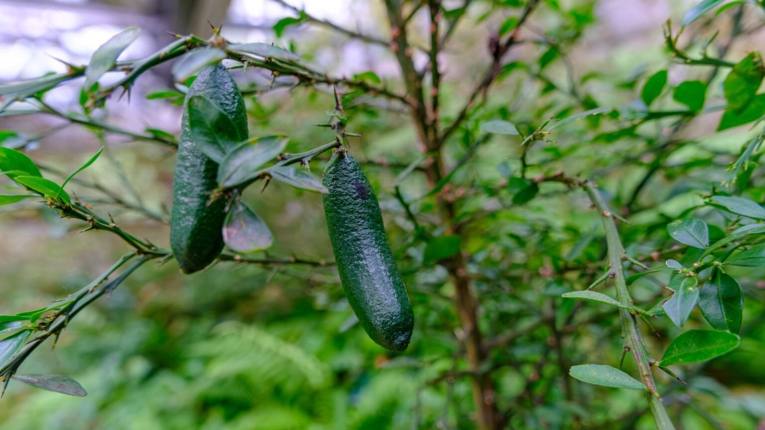 How to Plant, Grow, and Care for Finger Lime Trees