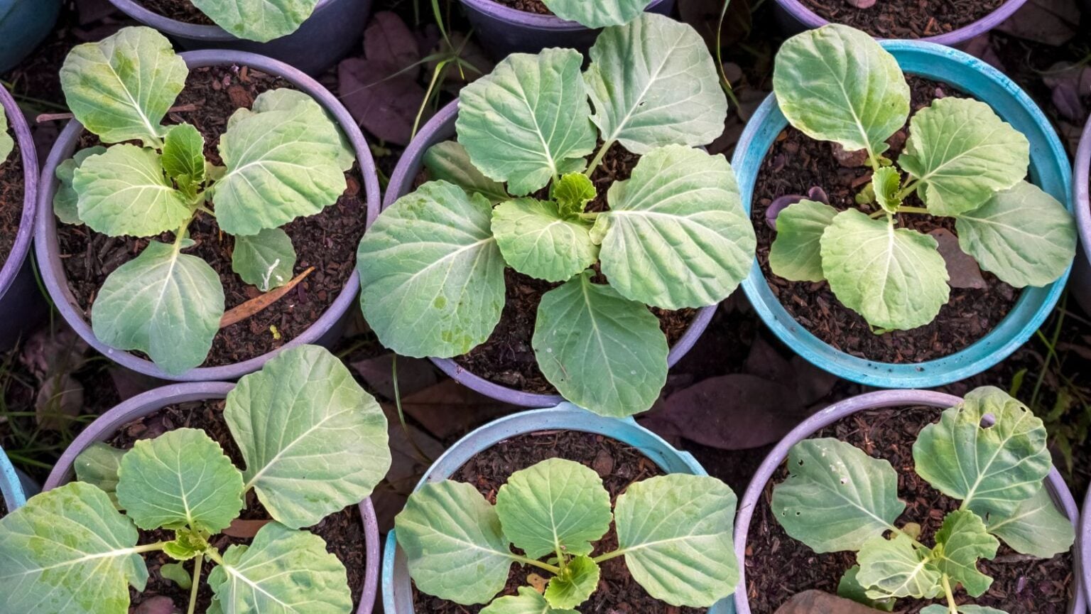 Growing Collard Greens: A Southern Staple - Epic Gardening