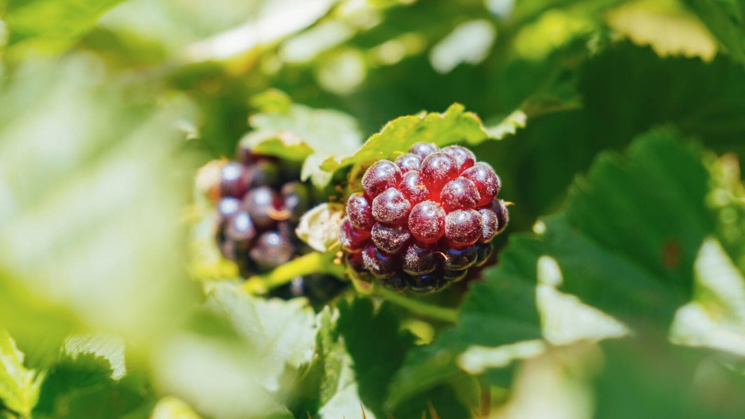 How to Plant, Grow, and Care for Boysenberry