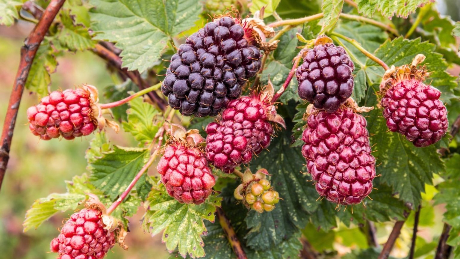 How to Plant, Grow, and Care for Boysenberry