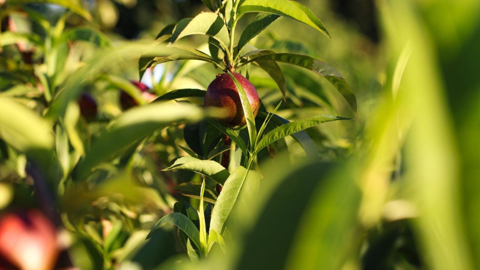 How to Plant, Grow, and Care for Nectarine Trees