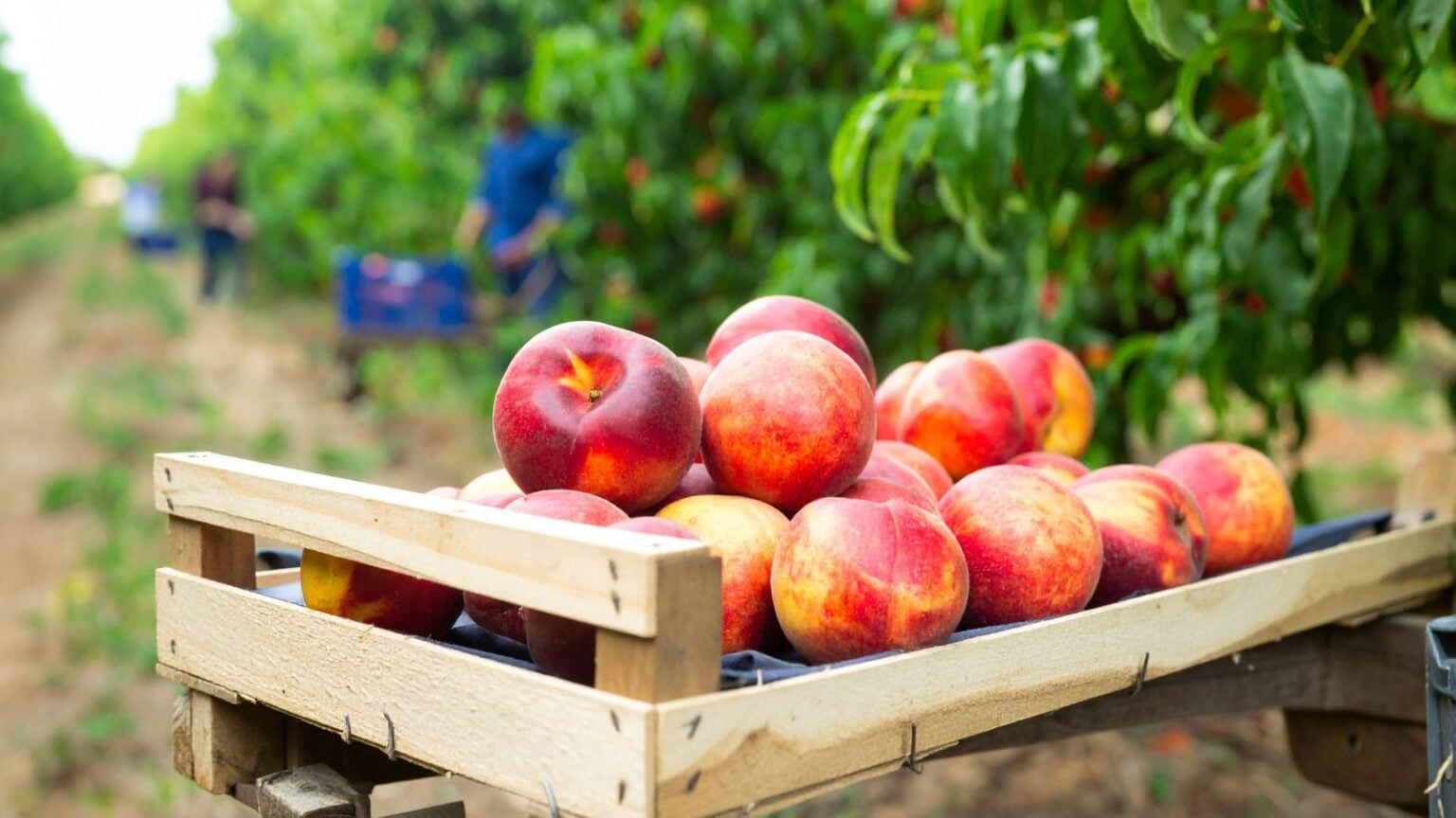 How to Plant, Grow, and Care for Nectarine Trees