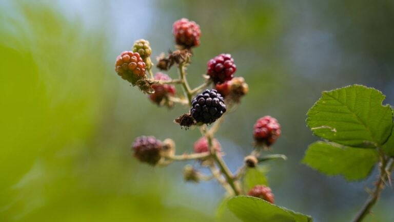 How to Plant, Grow, and Care for Boysenberry