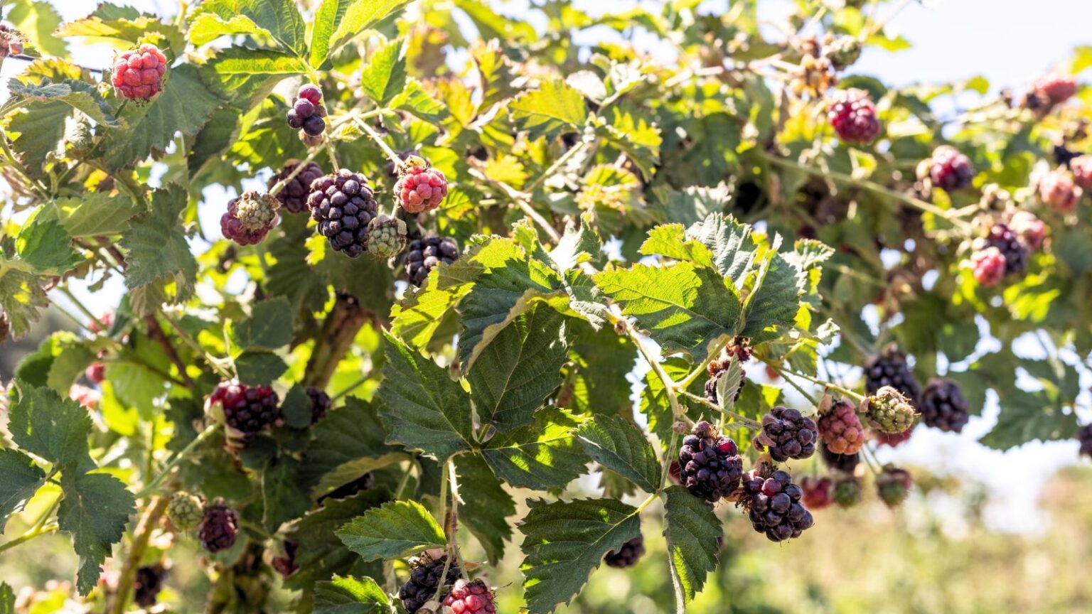 How to Plant, Grow, and Care for Boysenberry