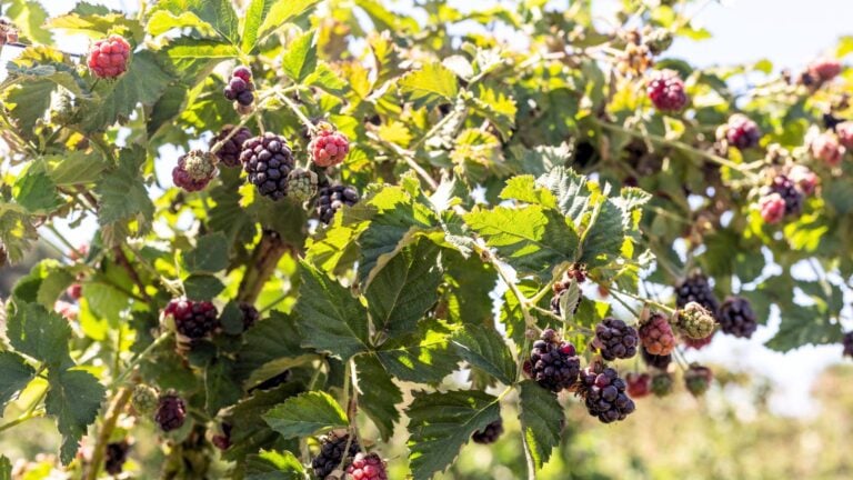 How to Plant, Grow, and Care for Boysenberry