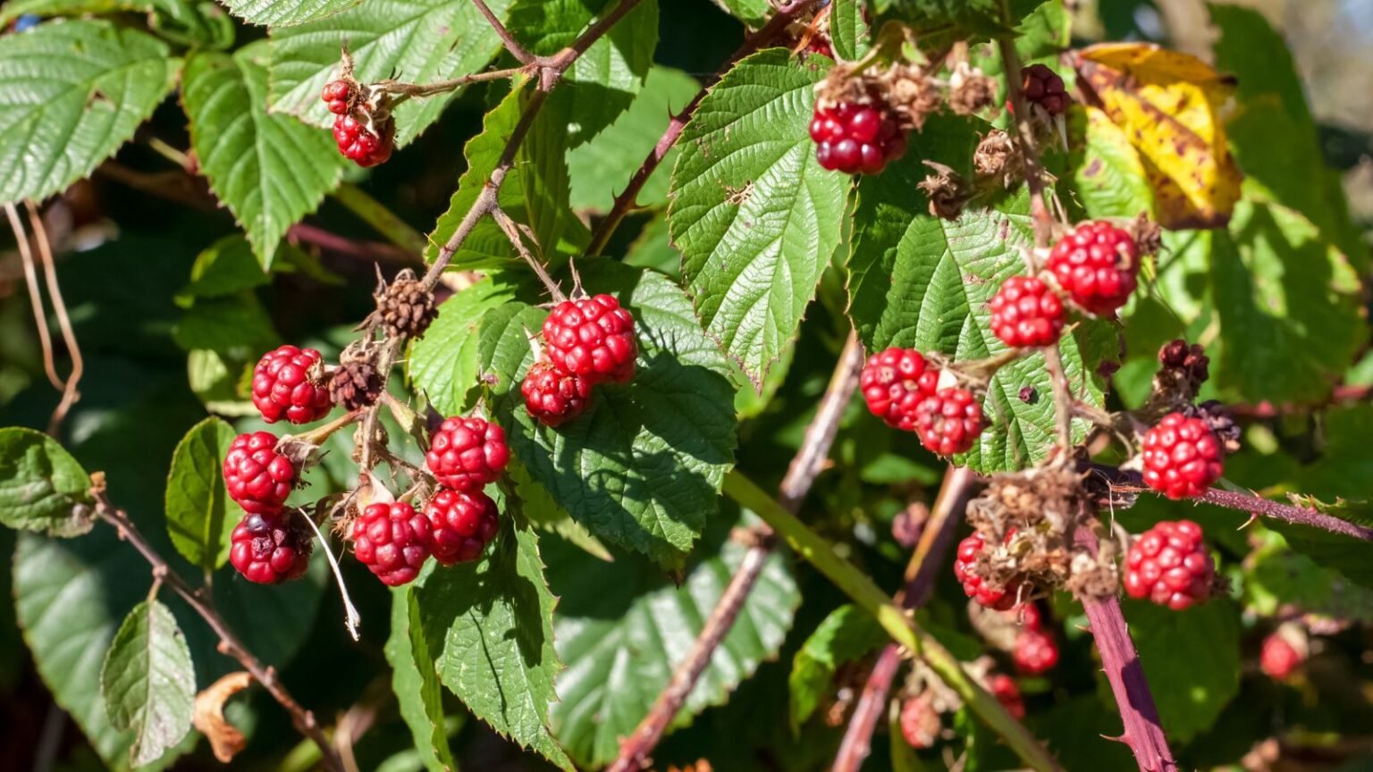 How to Plant, Grow, and Care for Boysenberry