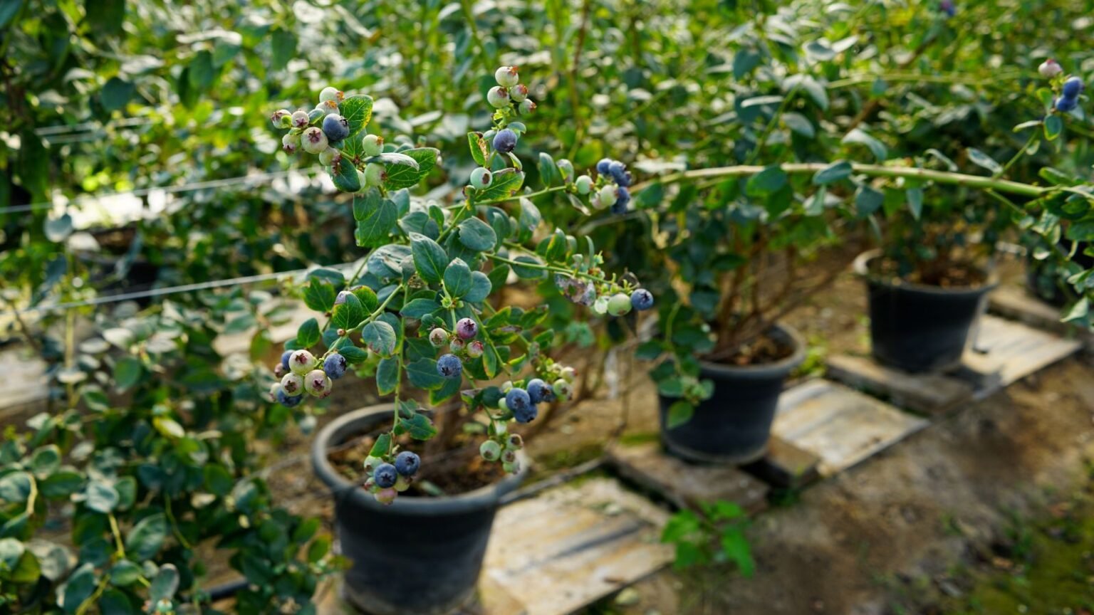 How to Plant, Grow, and Care for Blueberries - Epic Gardening