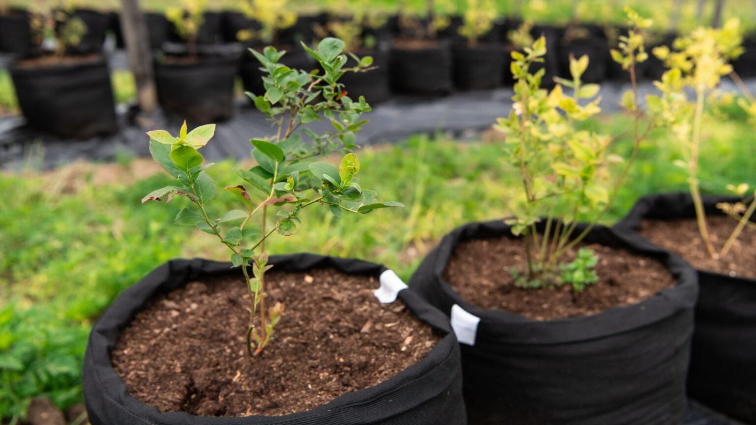 How to Plant, Grow, and Care for Blueberries - Epic Gardening
