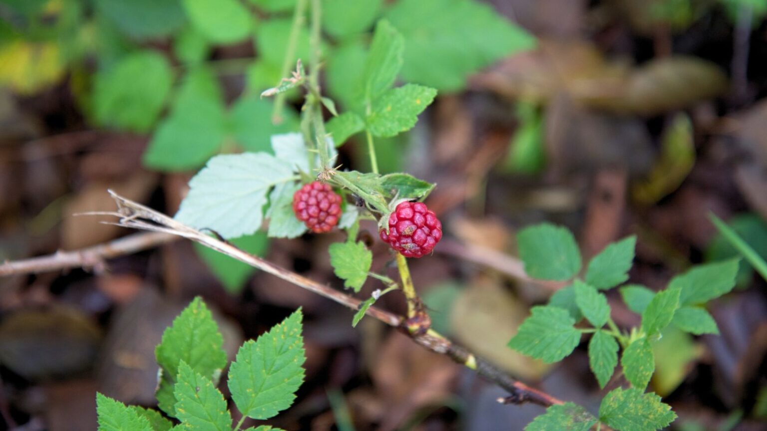 How to Plant, Grow, and Care for Boysenberry