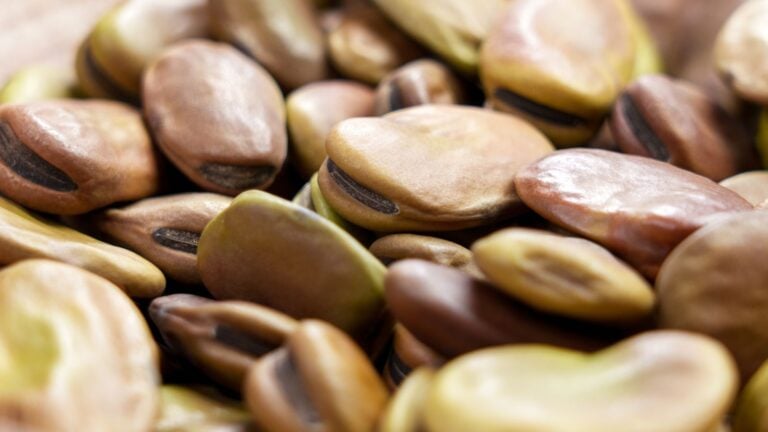How to Plant, Grow, and Care for Fava Beans