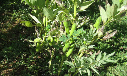 Growing Fava Beans: Big Broad Beans - Epic Gardening
