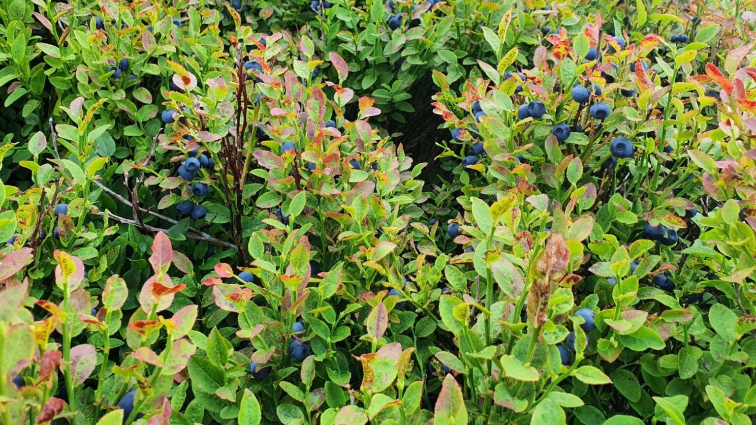 How to Plant, Grow, and Care for Blueberries - Epic Gardening