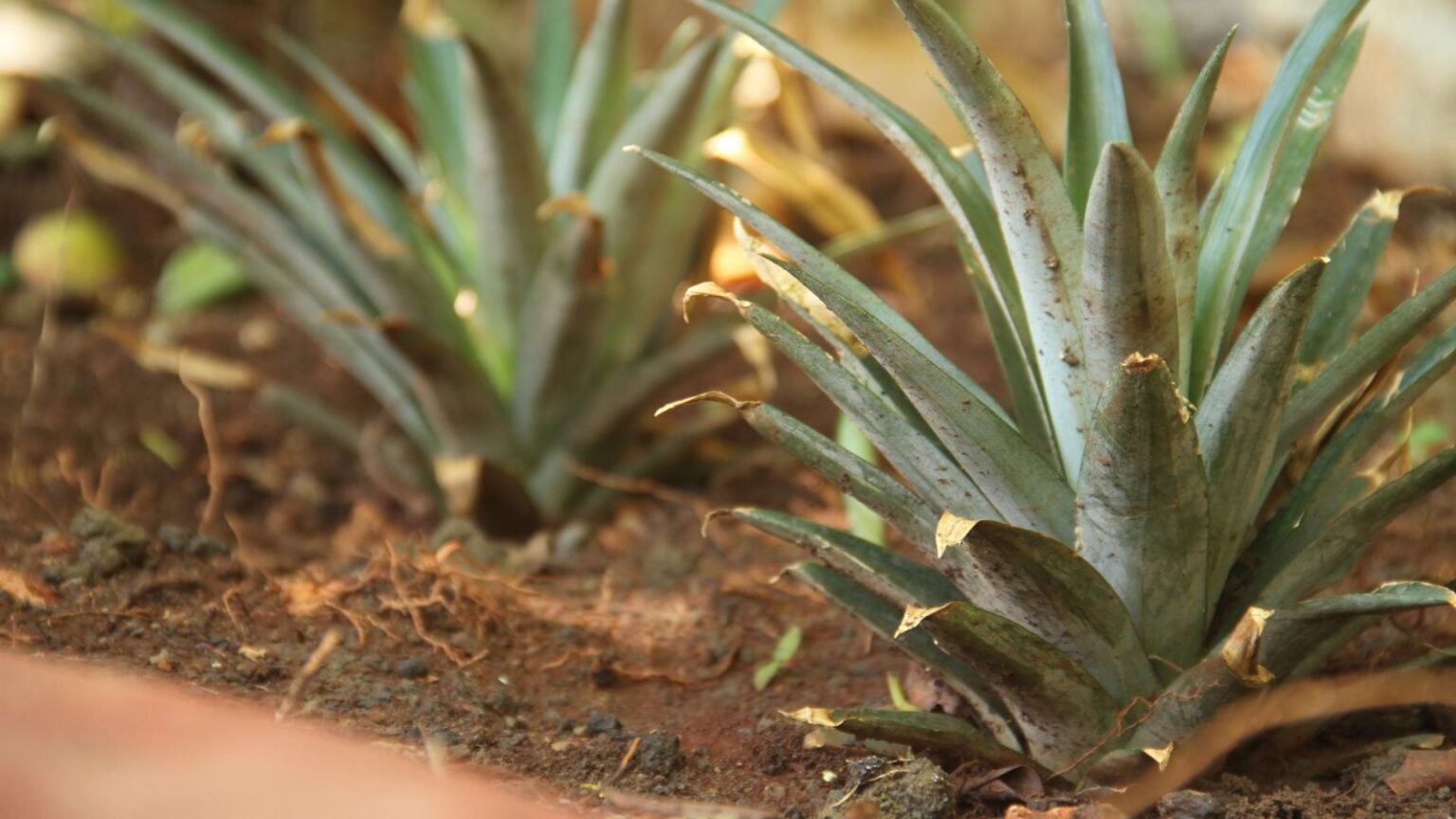How To Plant and Grow Pineapples: 3 Methods To Try