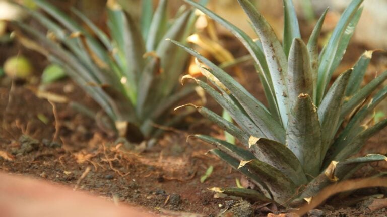 How To Plant and Grow Pineapples: 3 Methods To Try