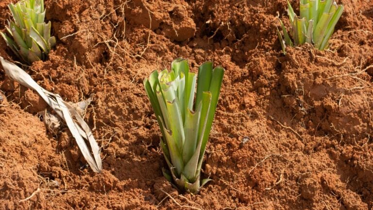 How To Plant and Grow Pineapples: 3 Methods To Try