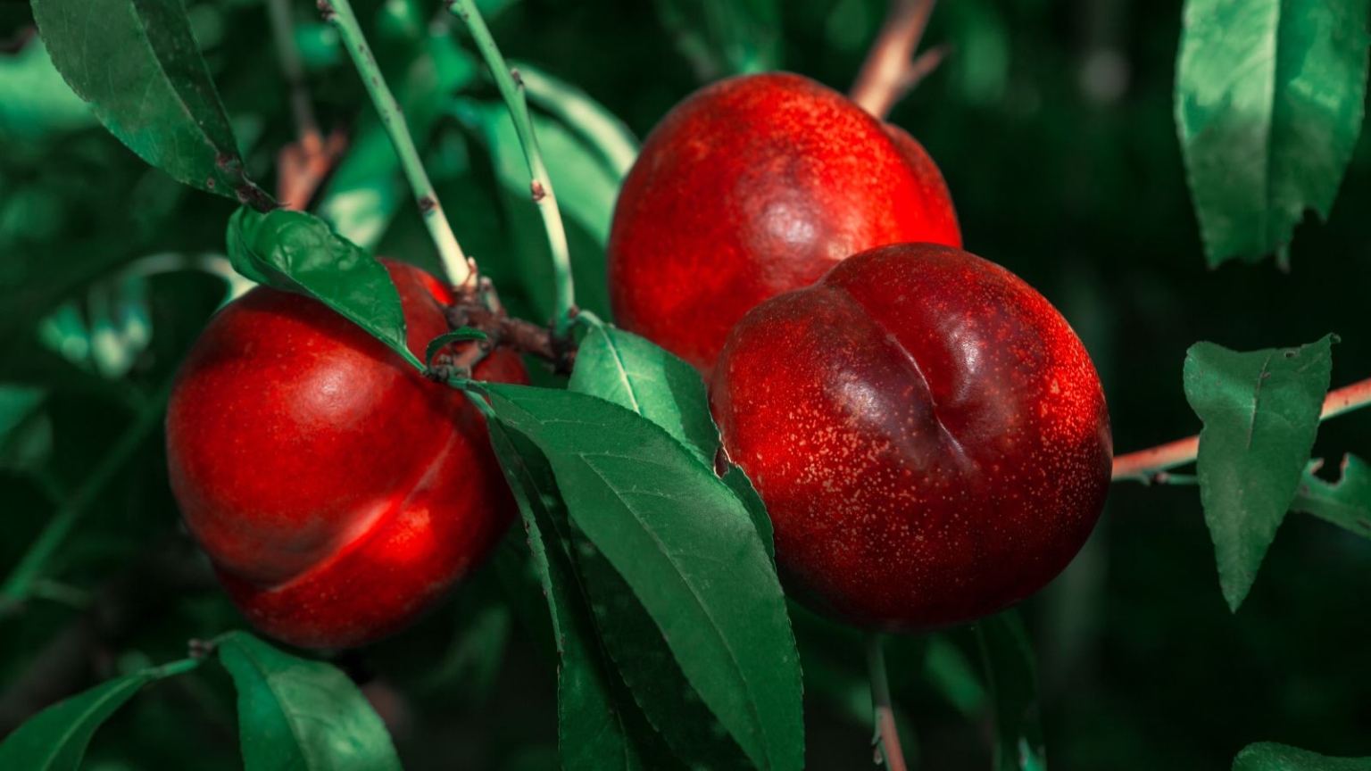 How to Plant, Grow, and Care for Nectarine Trees