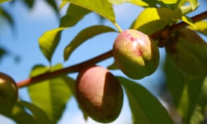 Nectarine Tree: Sweet, Smooth Summer Fruit - Epic Gardening