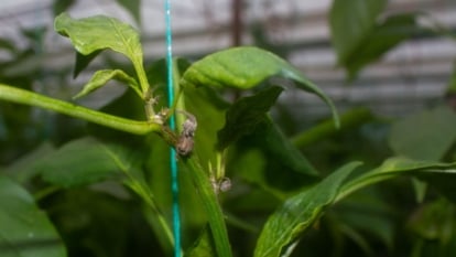 How to Identify and Control Broad Mites