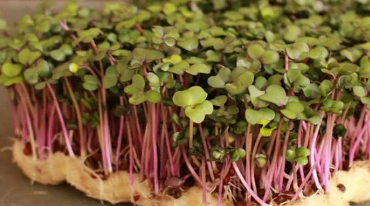 How To Grow Kohlrabi Microgreens in 5 Easy Steps