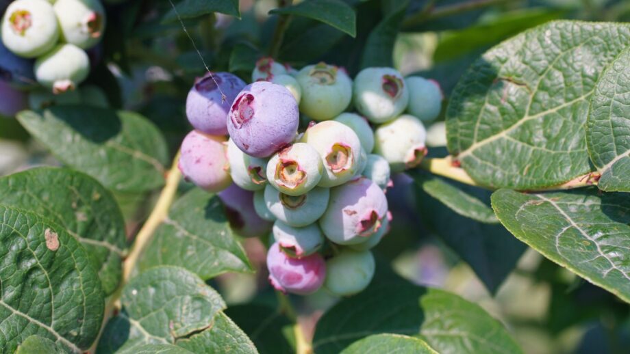 How to Plant, Grow, and Care for Blueberries - Epic Gardening