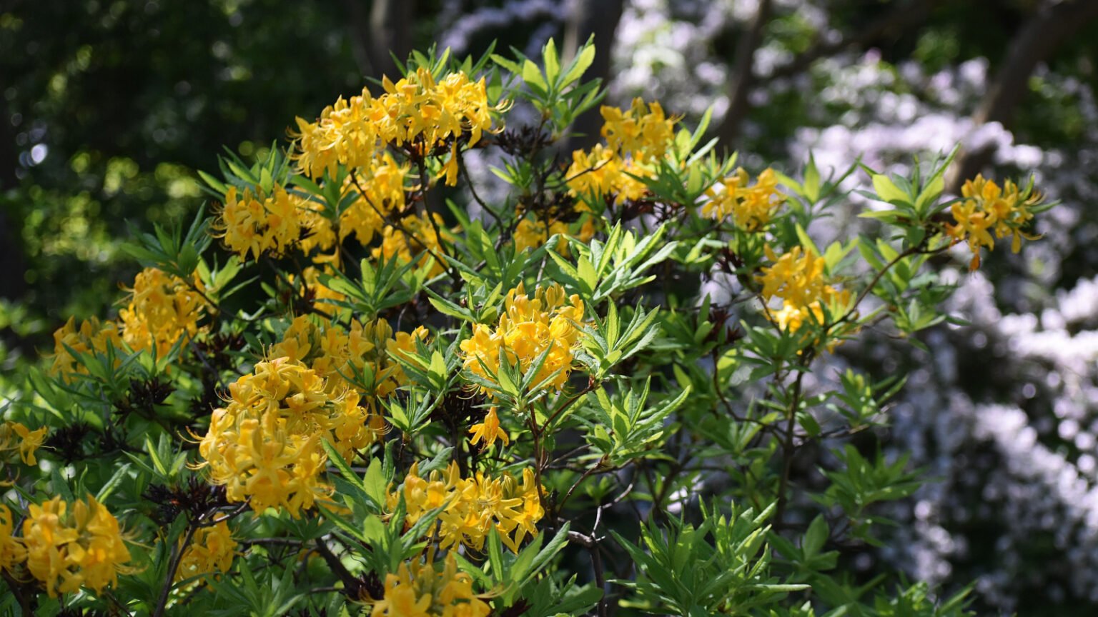 51 Plants Native to Florida: Trees, Flowers, and Shrubs