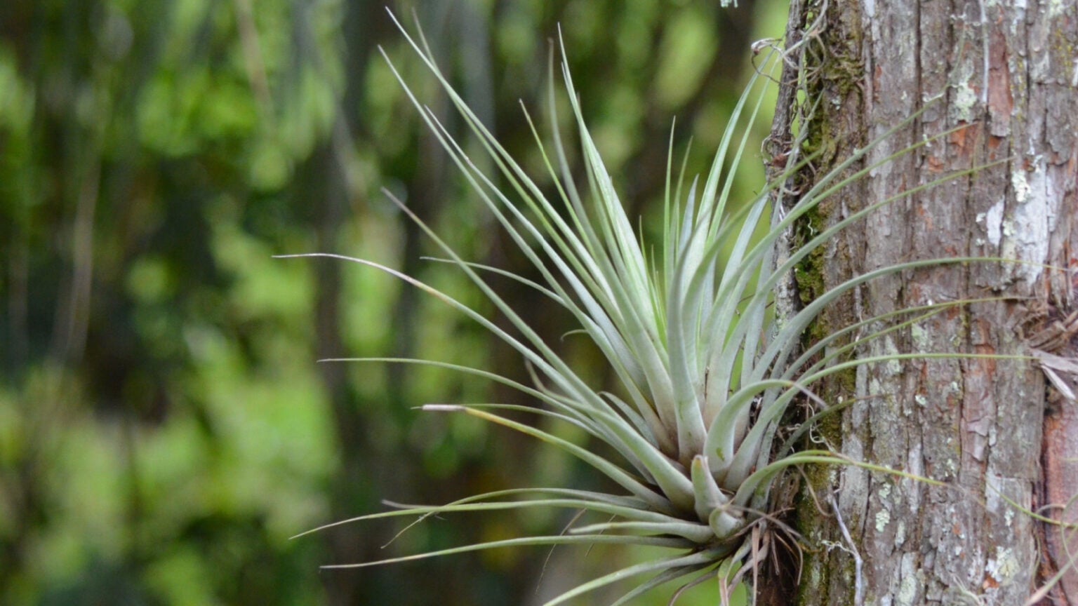 51 Plants Native to Florida: Trees, Flowers, and Shrubs