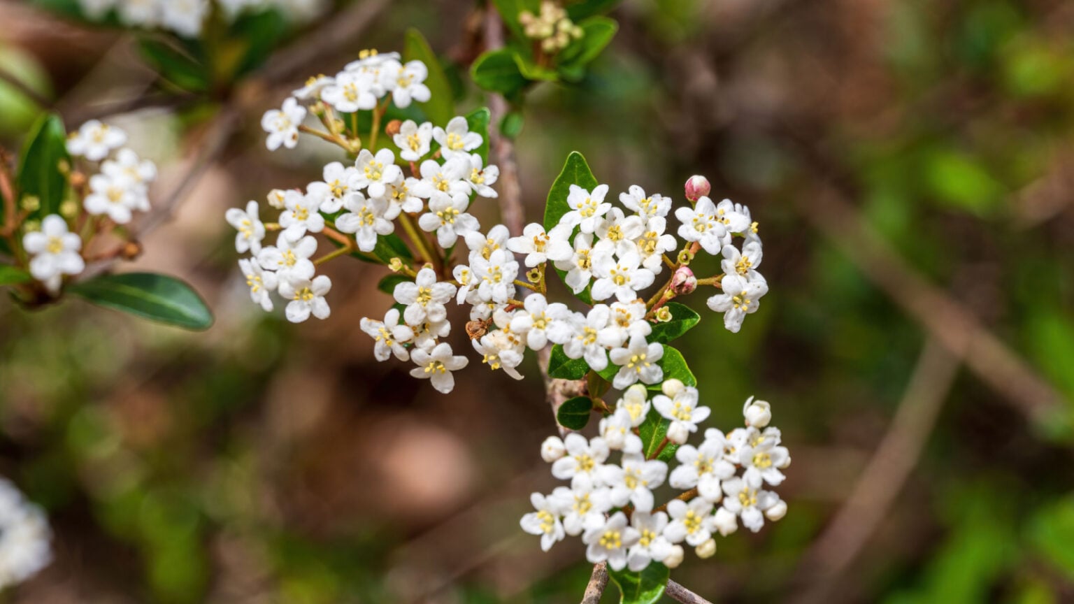 51 Plants Native to Florida: Trees, Flowers, and Shrubs