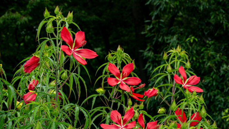 51 Plants Native to Florida: Trees, Flowers, and Shrubs