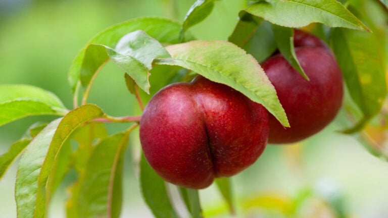 How to Plant, Grow, and Care for Nectarine Trees