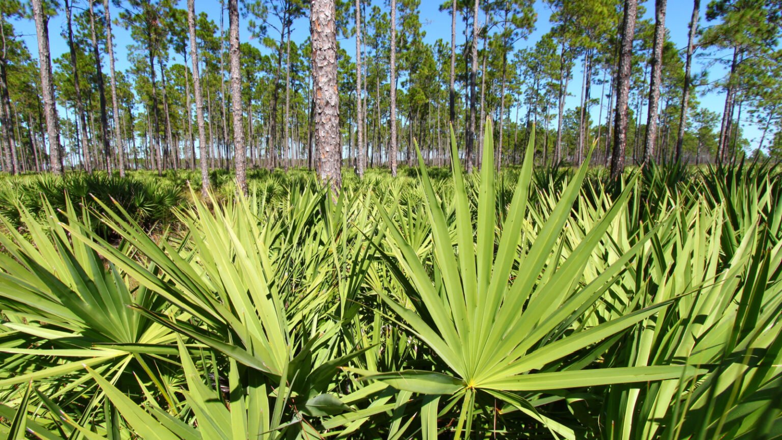 51 Plants Native to Florida: Trees, Flowers, and Shrubs