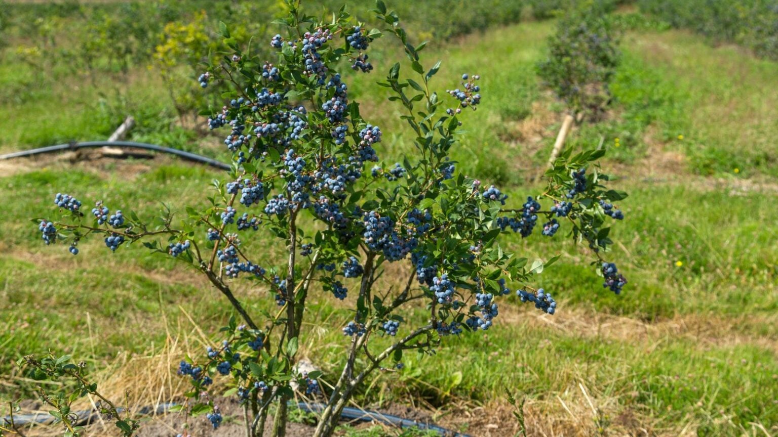 How to Plant, Grow, and Care for Blueberries - Epic Gardening