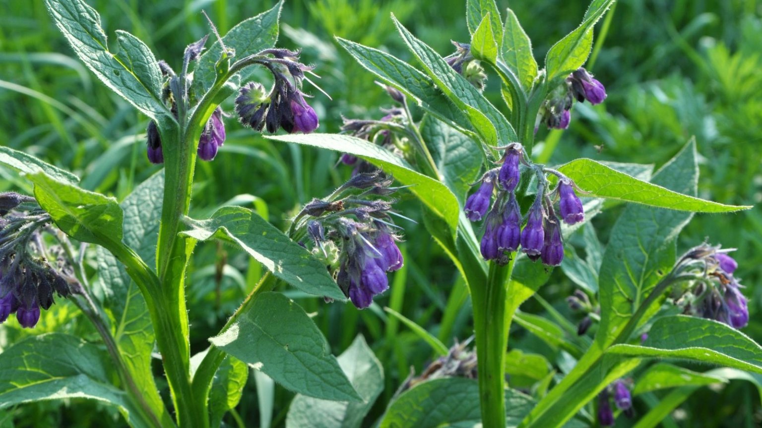 How to Plant, Grow, and Care for Comfrey