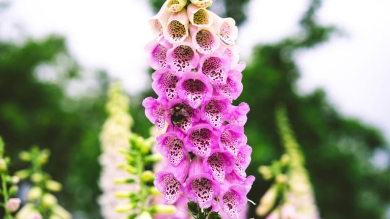 How to Plant, Grow, and Care for Foxgloves