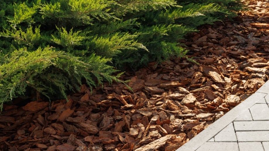 16 Types of Mulch to Improve Your Garden