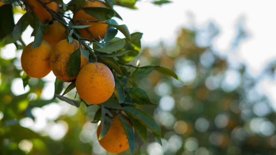 How to Plant, Grow, and Care for Navel Orange Trees