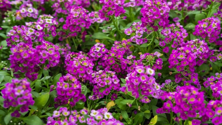 How to Plant, Grow, and Care for Alyssum