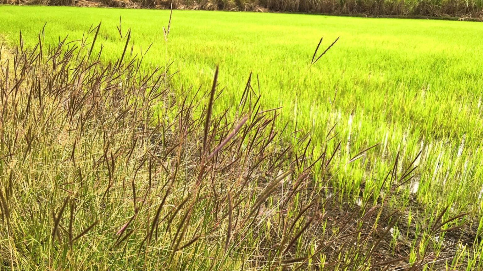 How to Plant, Grow, and Care for Sugar Cane