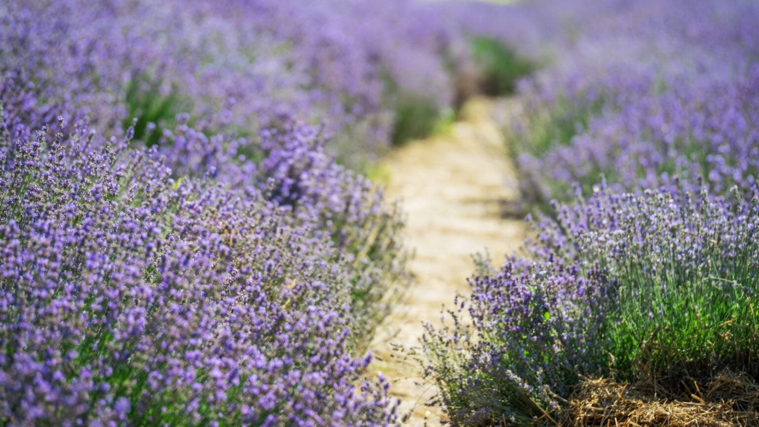 How to Plant, Grow, and Care for Lavender