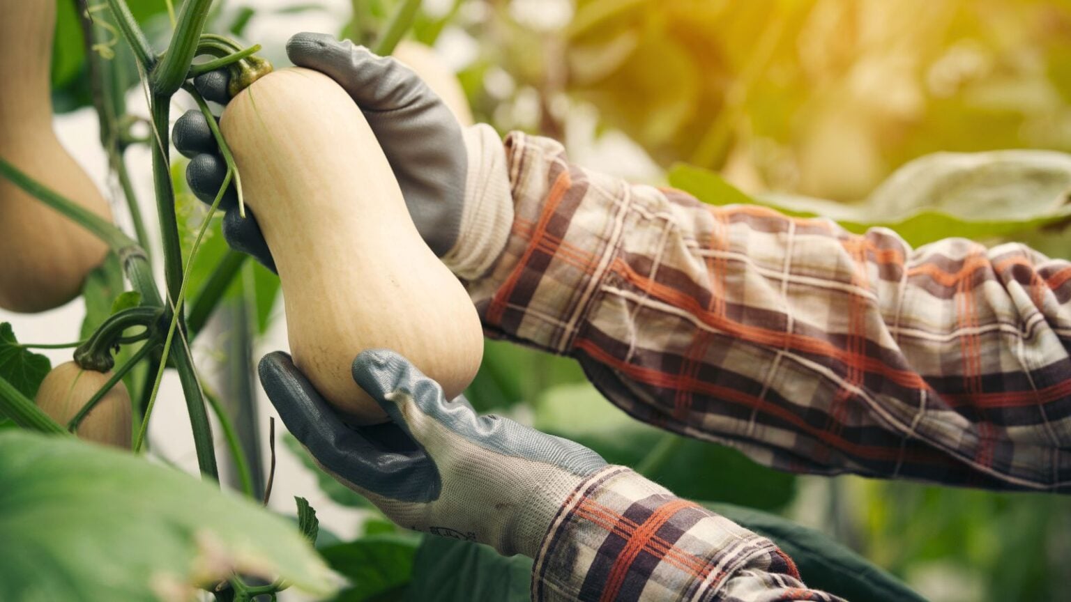 How to Harvest, Cure, and Store Butternut Squash