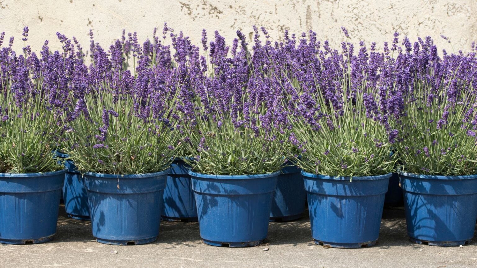 How to Plant, Grow, and Care for Lavender