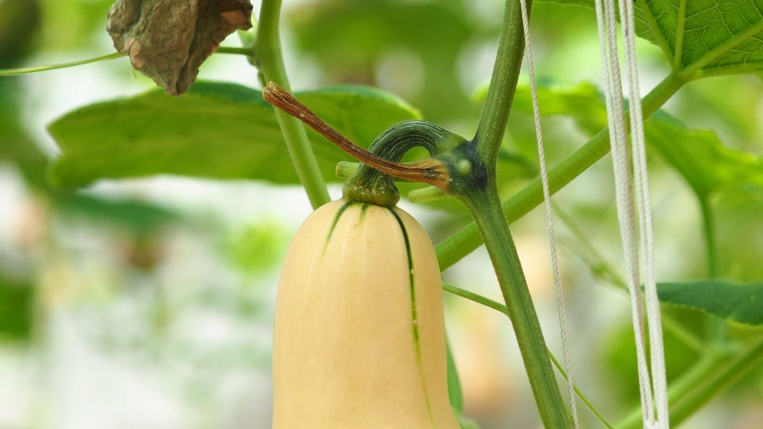 How to Harvest, Cure, and Store Butternut Squash