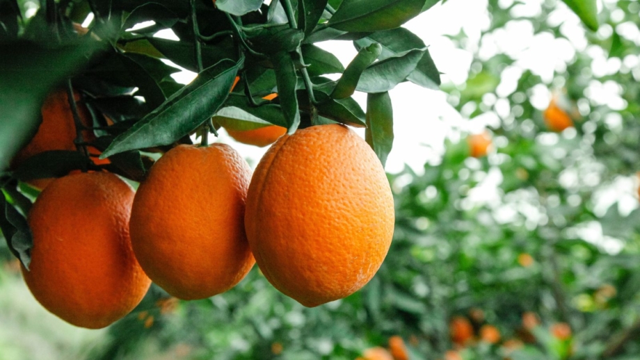 How To Plant Grow And Care For Navel Orange Trees