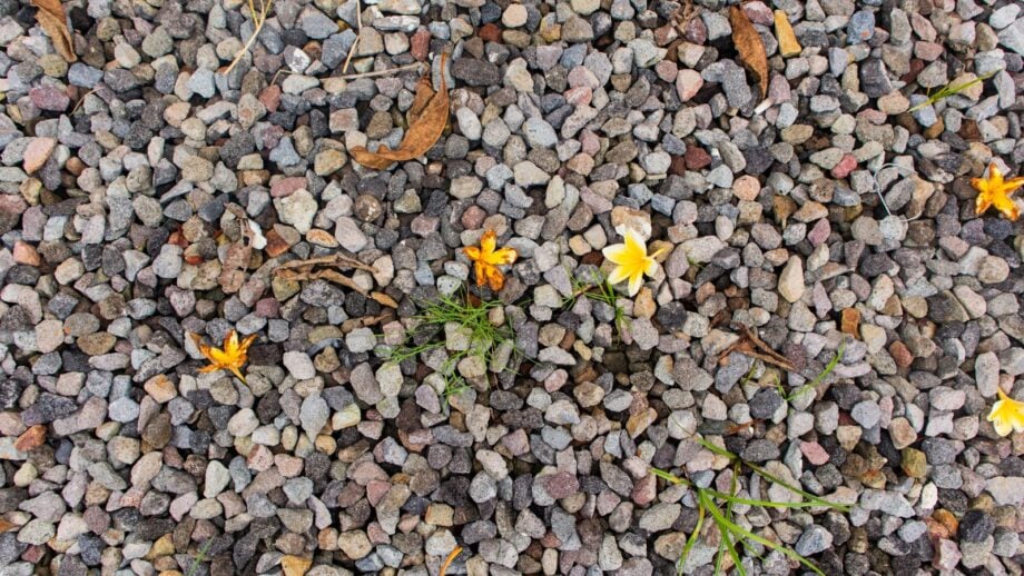 16 Types of Mulch to Improve Your Garden