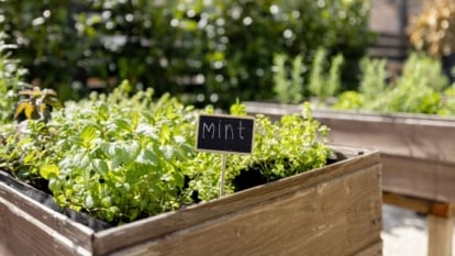 How to Start a Raised Bed Herb Garden
