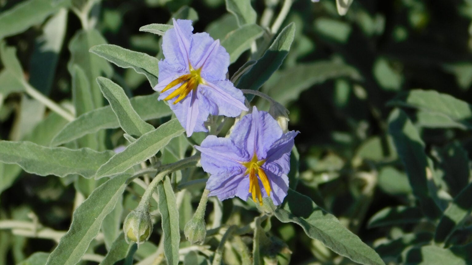 11 Weeds With Purple Flowers: Identification and Pictures