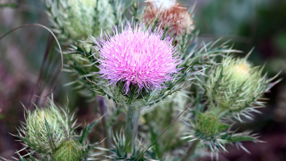 21 Plants Native to the Florida Everglades